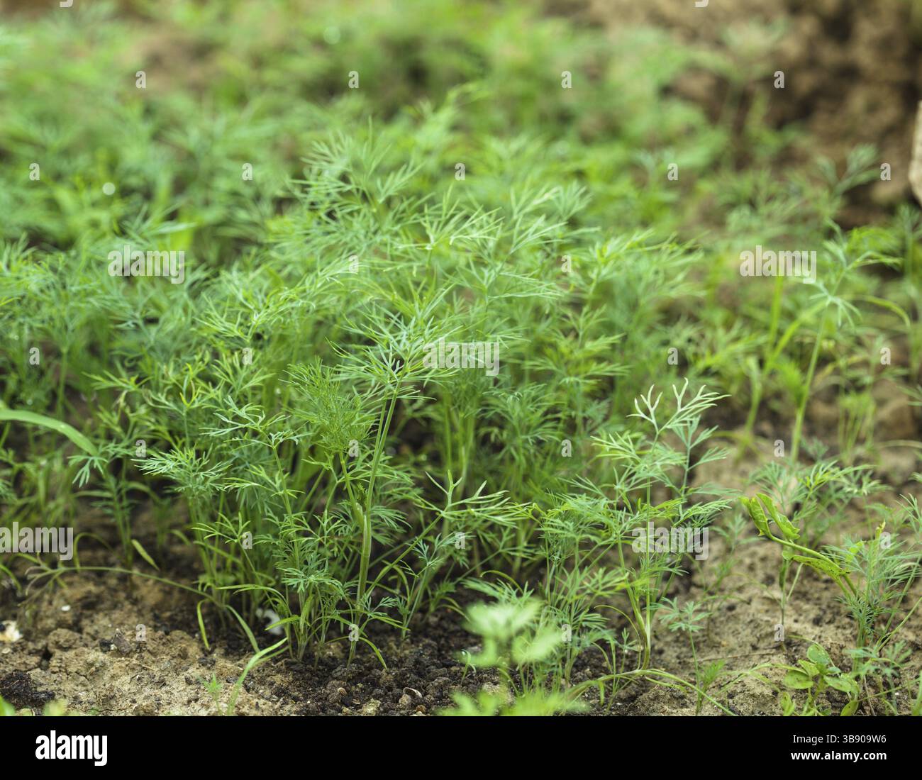 Young dill growing in hi-res stock photography and images - Alamy