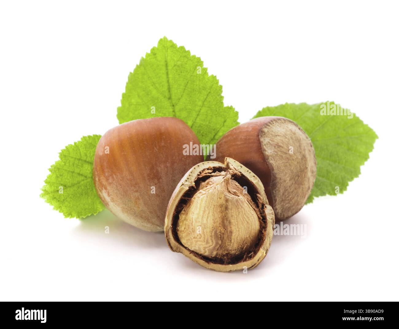 Hazelnuts with shell and green leaf isolated Stock Photo - Alamy