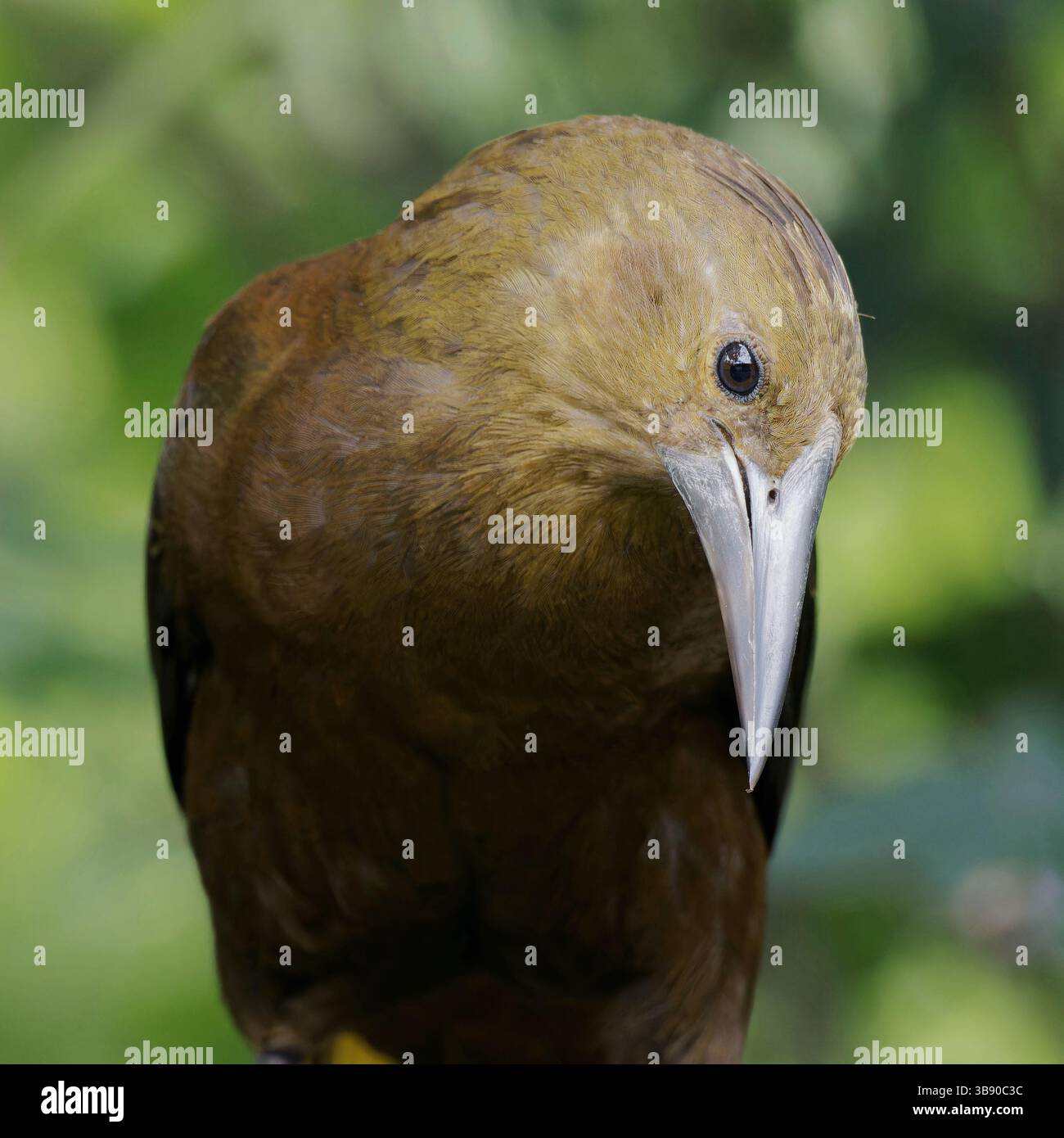 Russet feathers hi-res stock photography and images - Alamy