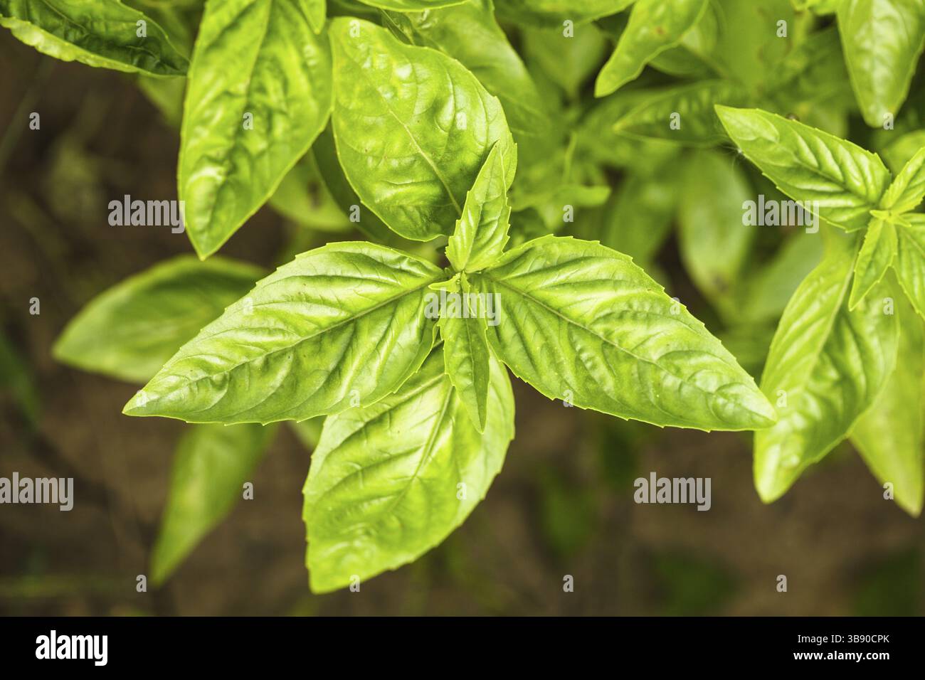 Basil on the bush in the garden Stock Photo - Alamy