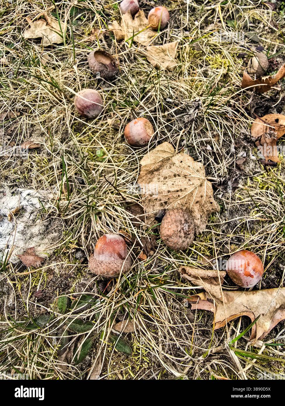 Forest Floor Natural Background with Grass, Pine Needles, Moss and ...