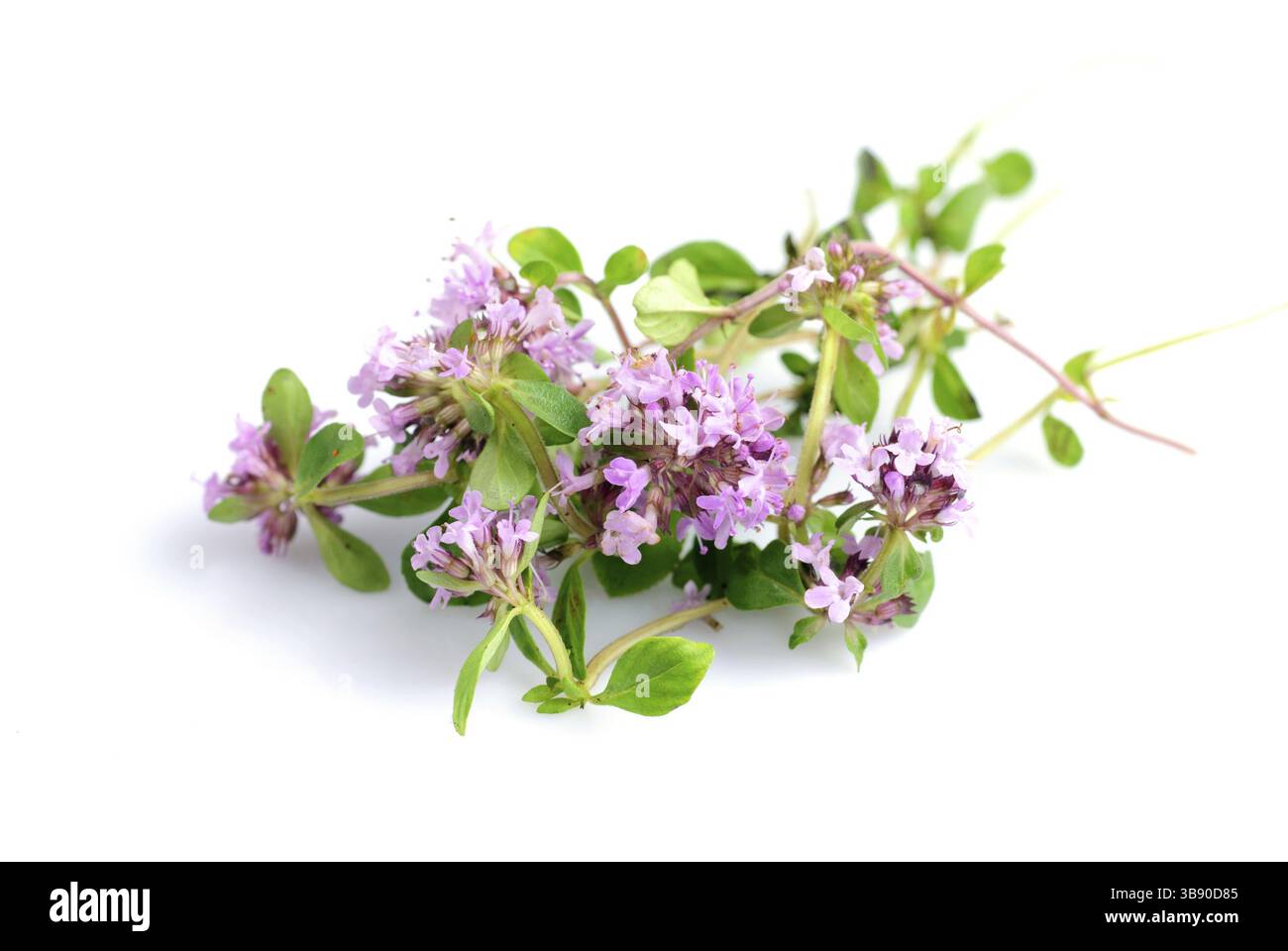 Thyme herb isolated in Cut Out Stock Images & Pictures - Alamy