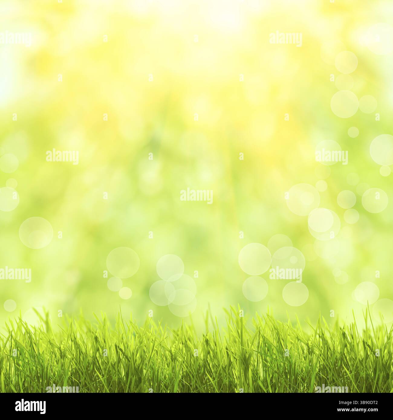 Green grass over spring bokeh and sunlight Stock Photo - Alamy