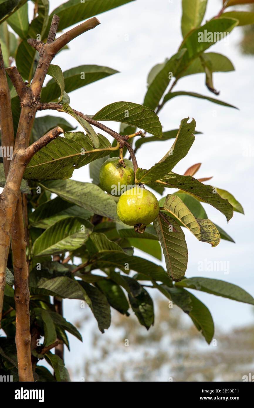 May 25, 2023, Sydney, New South Wales, Australia: Green guava (Psidium ...
