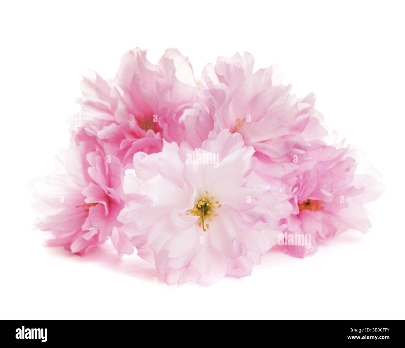 Pink flowers on trees Cut Out Stock Images & Pictures - Alamy