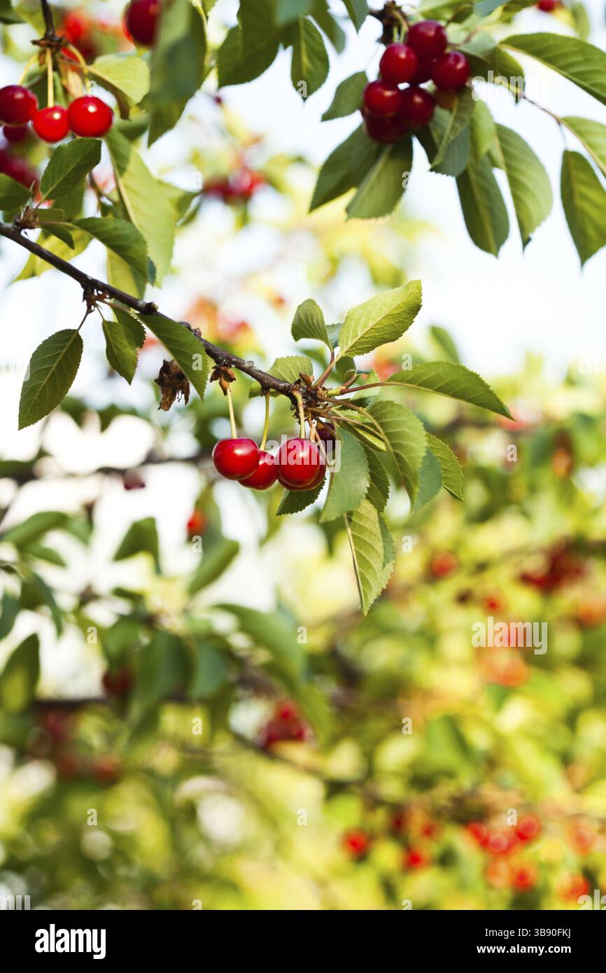 Pluck fruits hi-res stock photography and images - Alamy