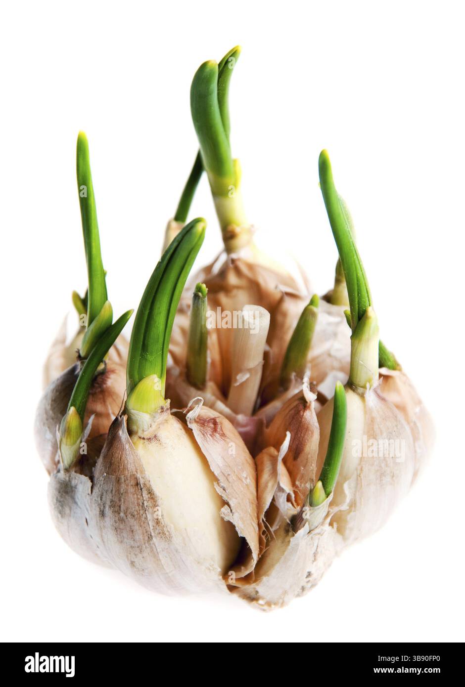 Germinate garlic with peel isolated on white background Stock Photo - Alamy