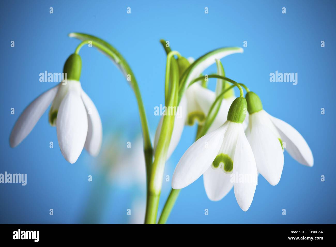Close up view blooming snowdrop hi-res stock photography and images - Alamy