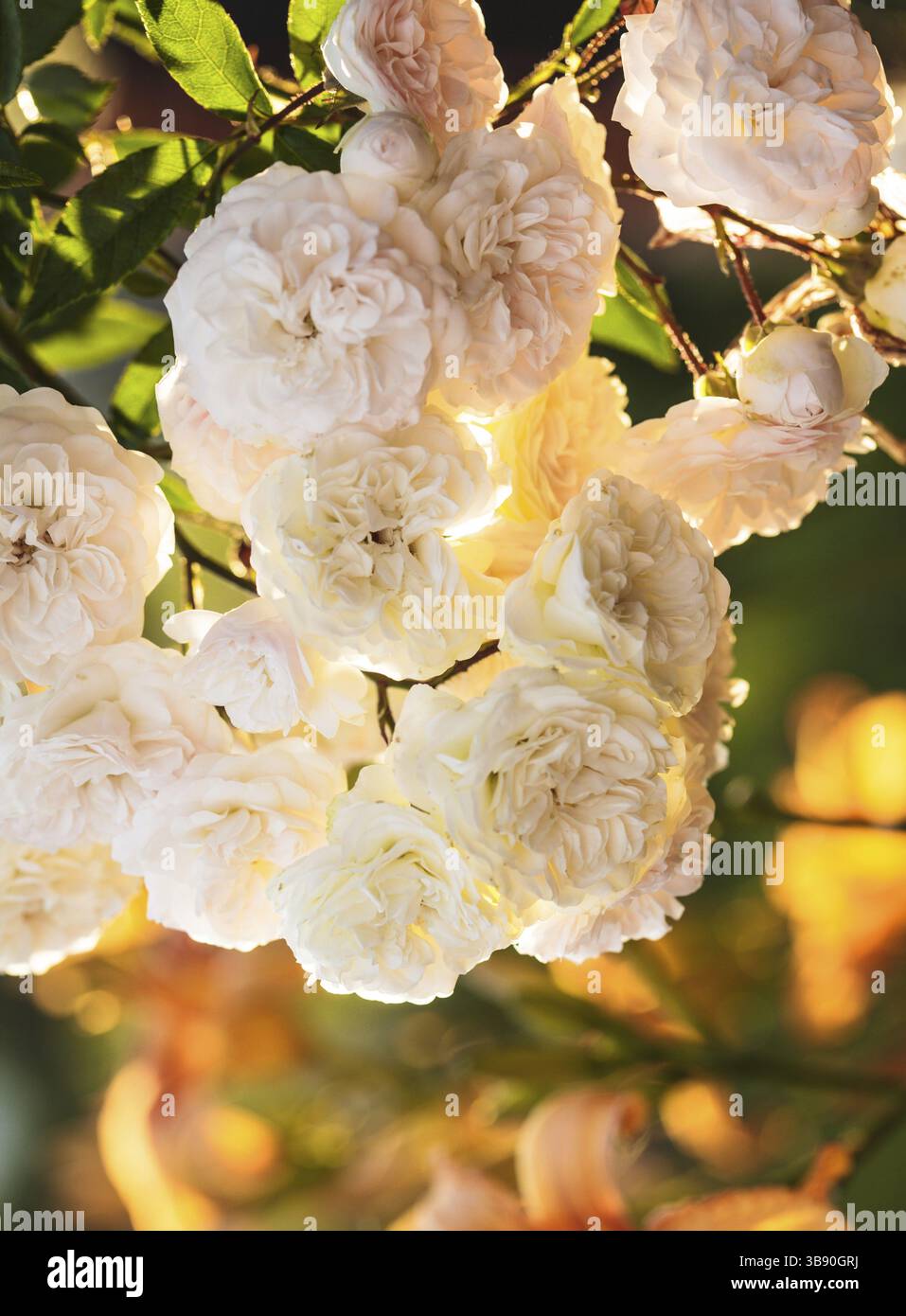 Passionate atmosphere hi-res stock photography and images - Alamy