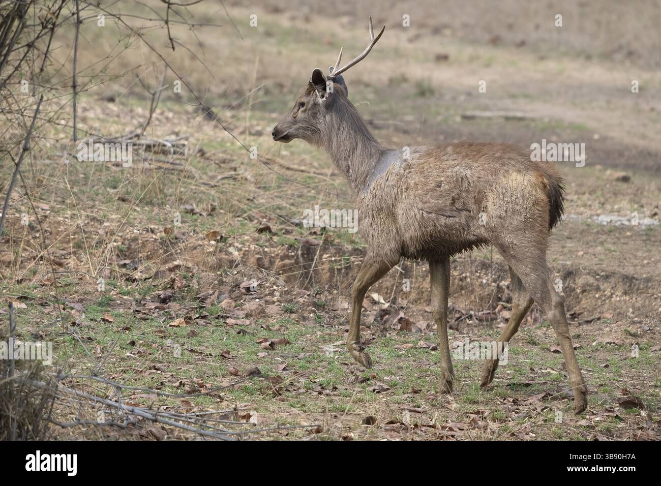 Sambar (Cervus unicolor), roe deer, deer, horse deer, noble deer ...
