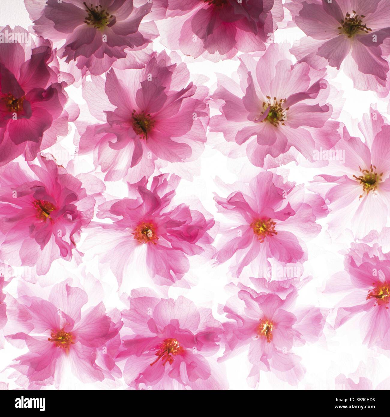 Pink flowers of sakura like a background Stock Photo - Alamy
