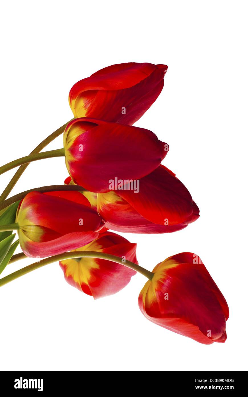 Red spring blooms Cut Out Stock Images & Pictures - Alamy