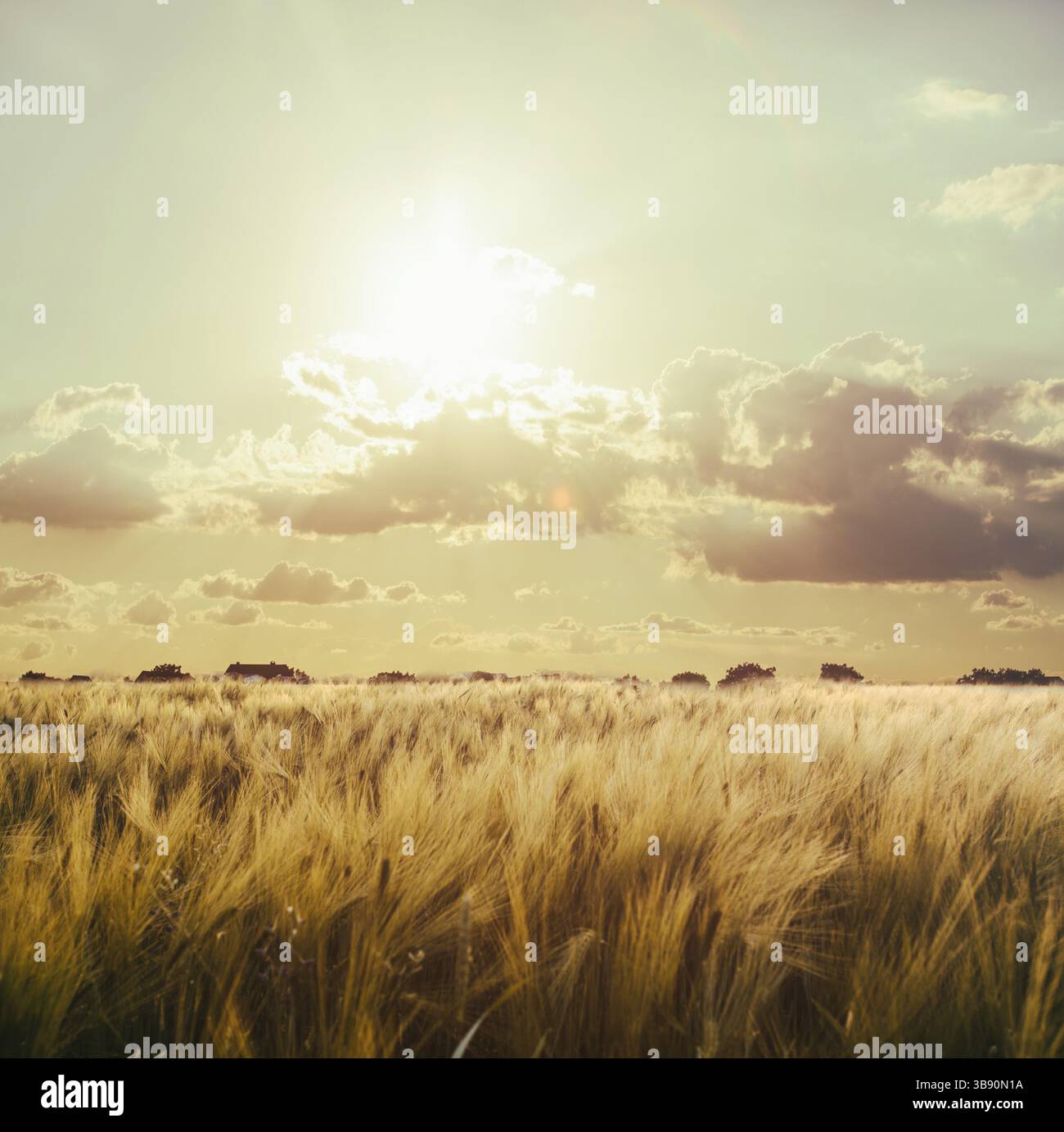 Wheat field over sky with sundown. Nature landscape. Vintage toned ...