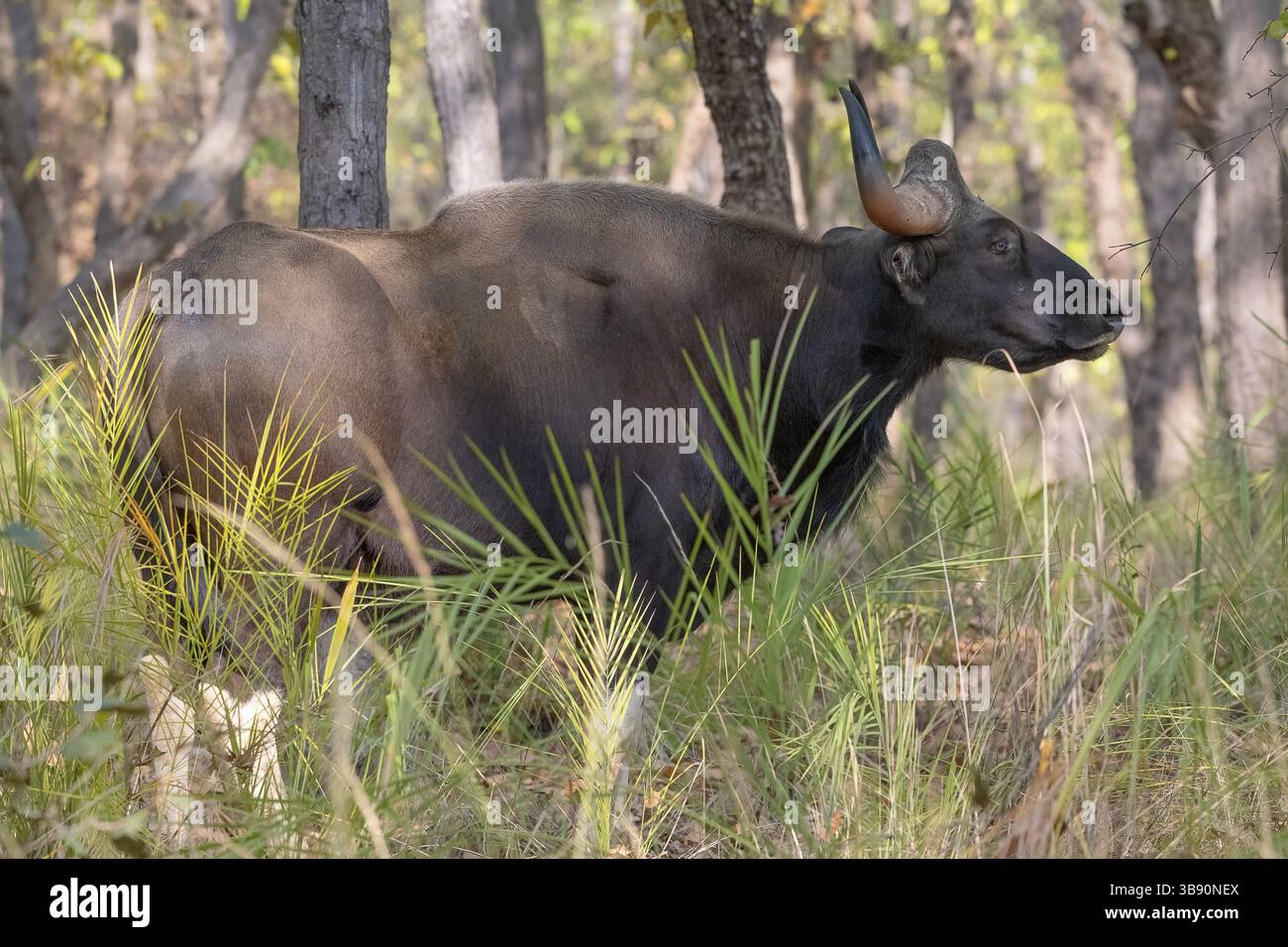Gaur (Bos gaurus), cattle (Bovini), Indian bison, Bandhavgarh National ...
