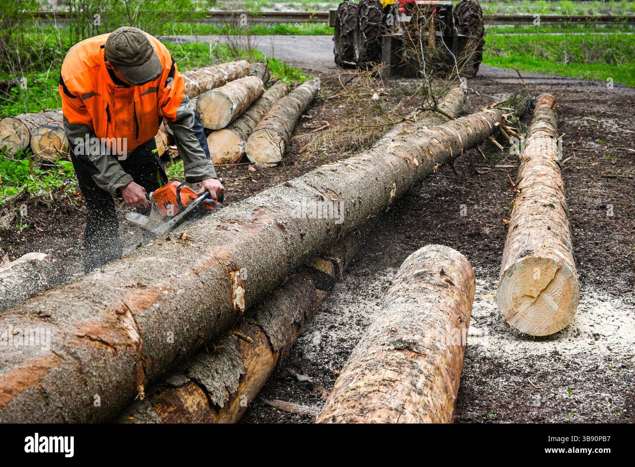 Lumberjack cutting logs with chainsaw in forest with tractor on ...