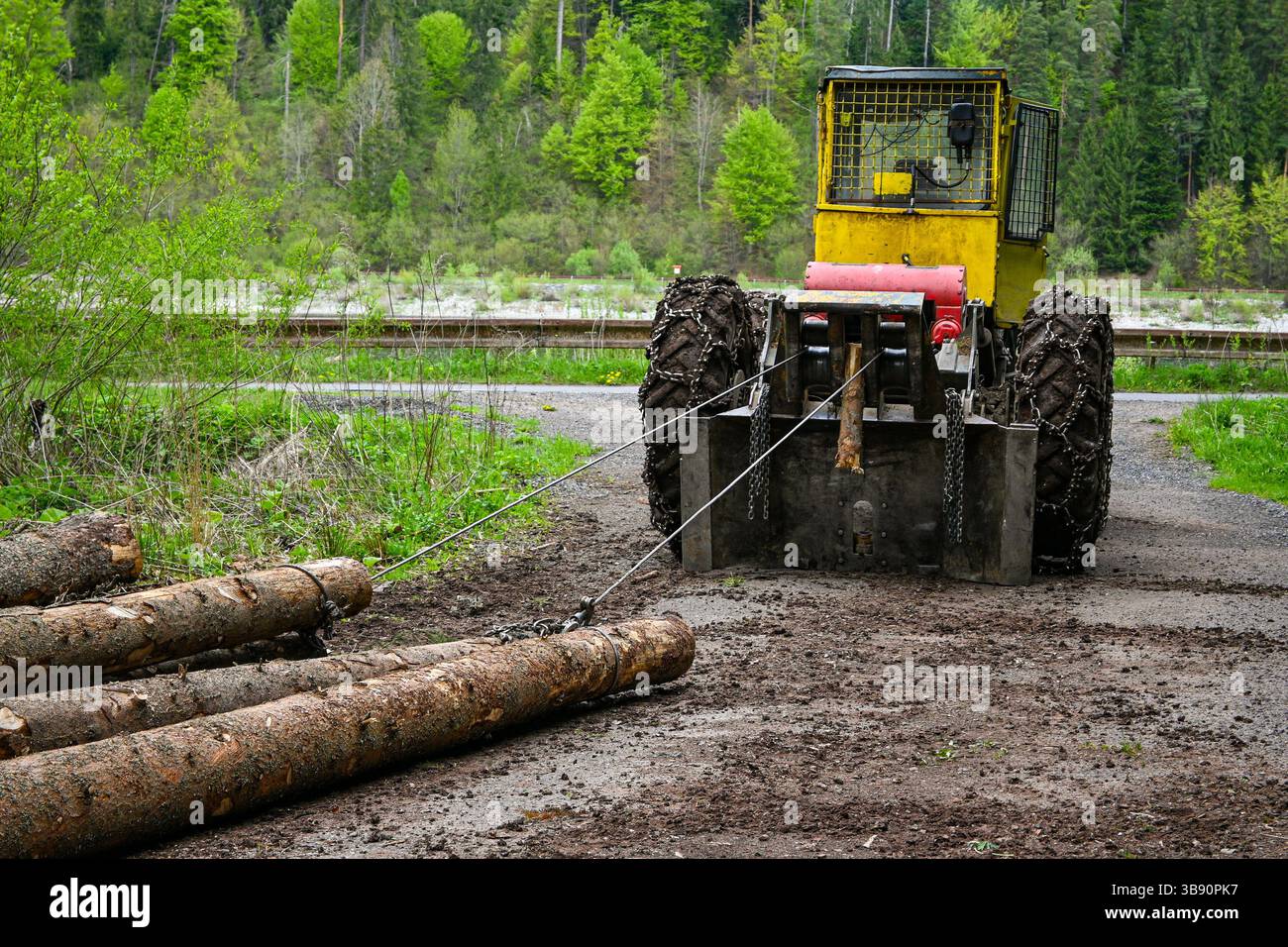 Forestry vehicle pulling logs with a steel cable in a forest area ...