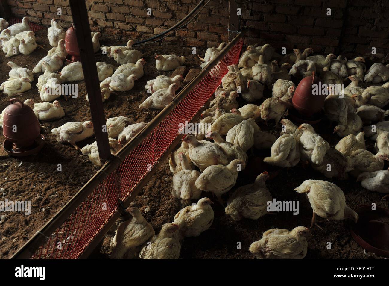Chittagong, Bangladesh. 06th May, 2025. Chickens are seen on a poultry ...