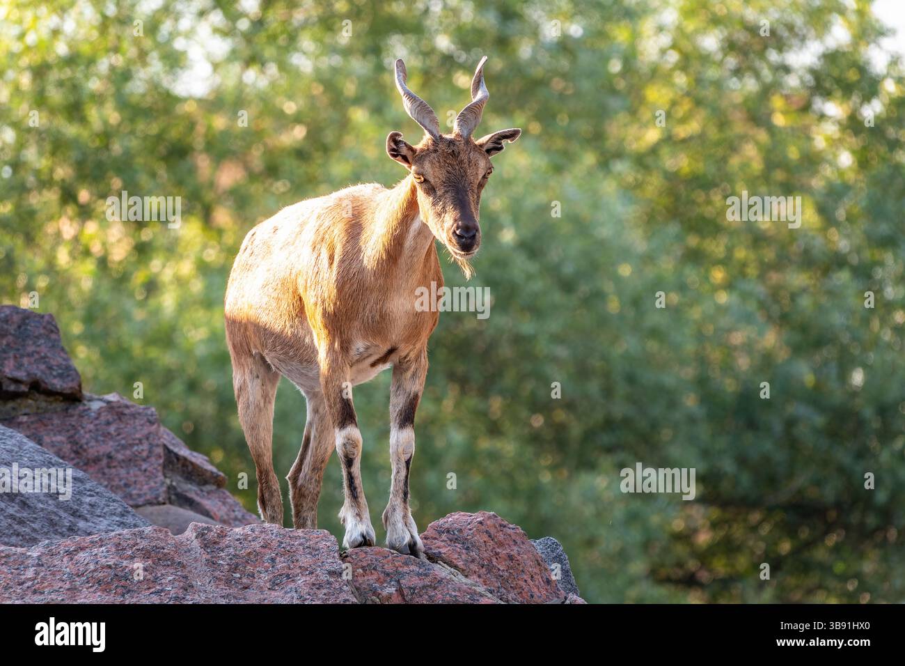 Markhor female on the rock. Latin name - Capra falconeri. Wild goat ...