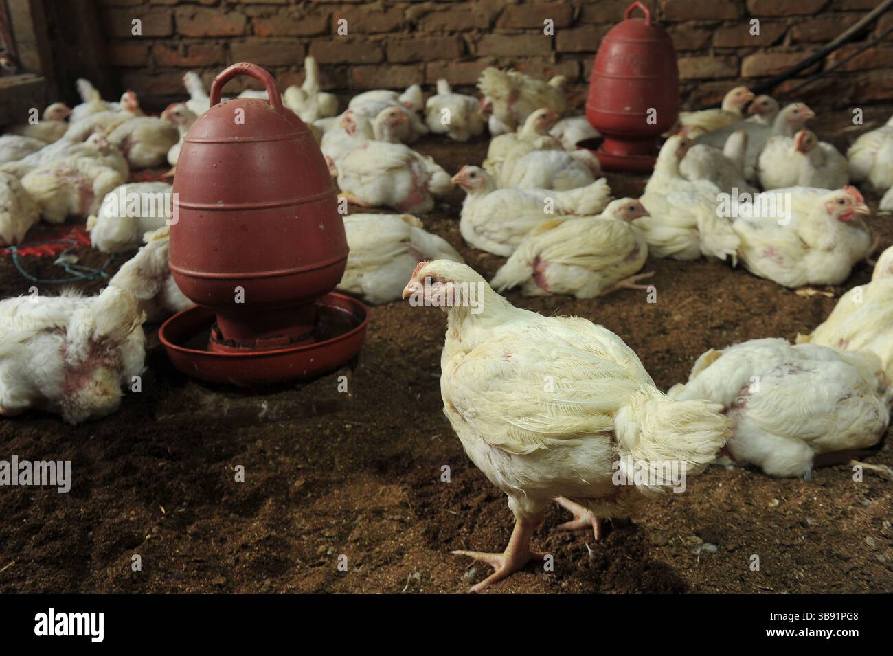 Chittagong, Bangladesh. 06th May, 2025. Chickens are seen on a poultry ...