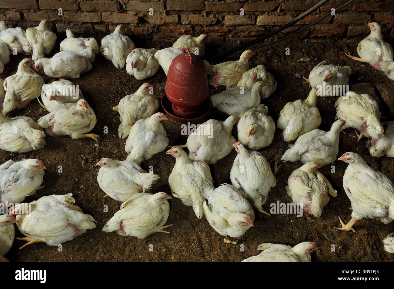 Chittagong, Bangladesh. 06th May, 2025. Chickens are seen on a poultry ...
