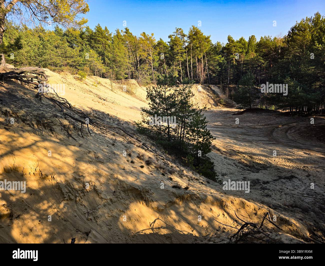 Scenic Sand Dunes with Pine Trees Stock Photo - Alamy