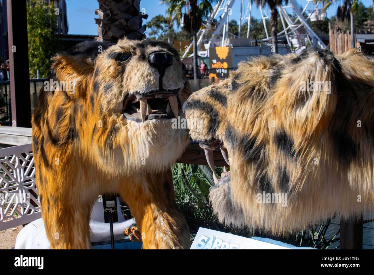 July 9, 2023, Sydney, New South Wales, Australia: Sabre -Tooth Tiger on ...