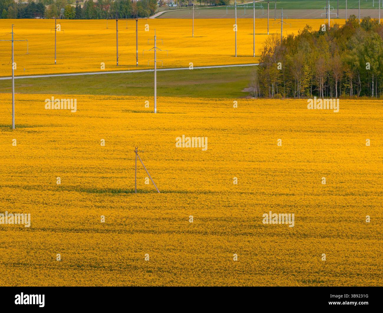 Vast Field of Yellow Rapeseed Flowers with Power Lines and Trees Stock ...