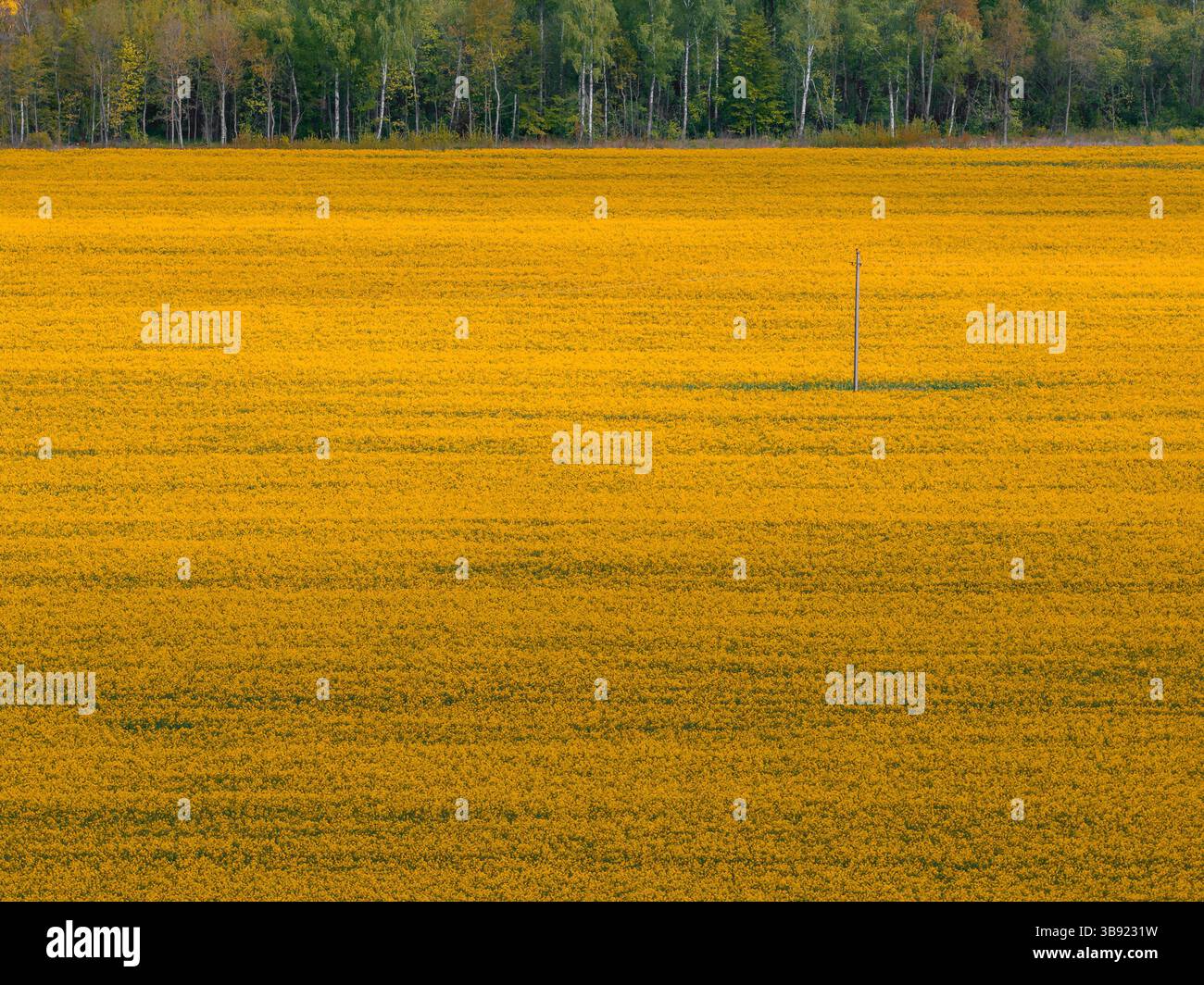 Vast Field of Yellow Rapeseed Flowers with Isolated Utility Pole Stock ...
