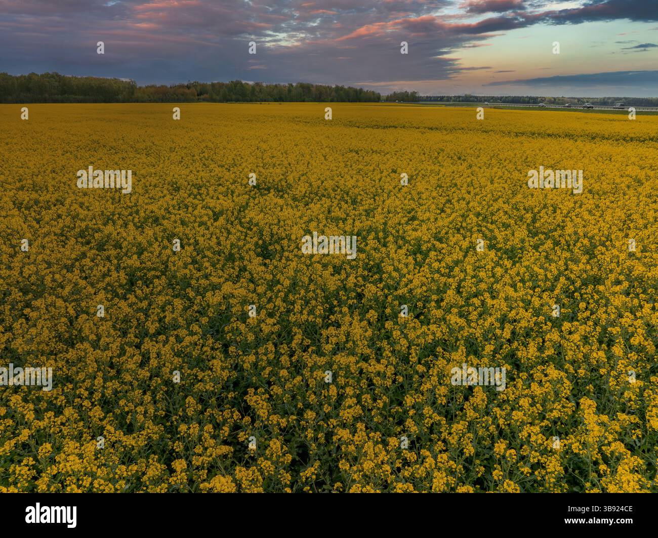 Vast Field of Yellow Rapeseed Flowers Under a Colorful Sky Stock Photo ...