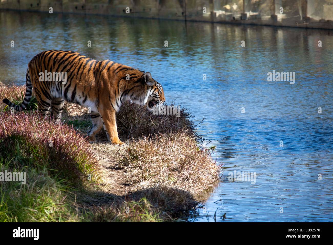 July 9, 2023, Sydney, New South Wales, Australia: Bengal Tiger ...