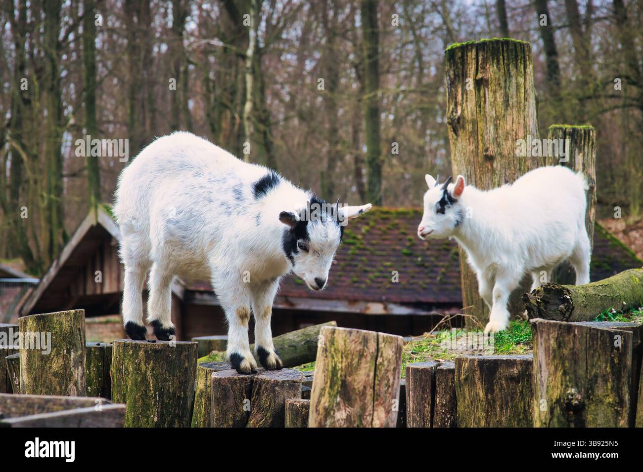 Holland goat hi-res stock photography and images - Alamy