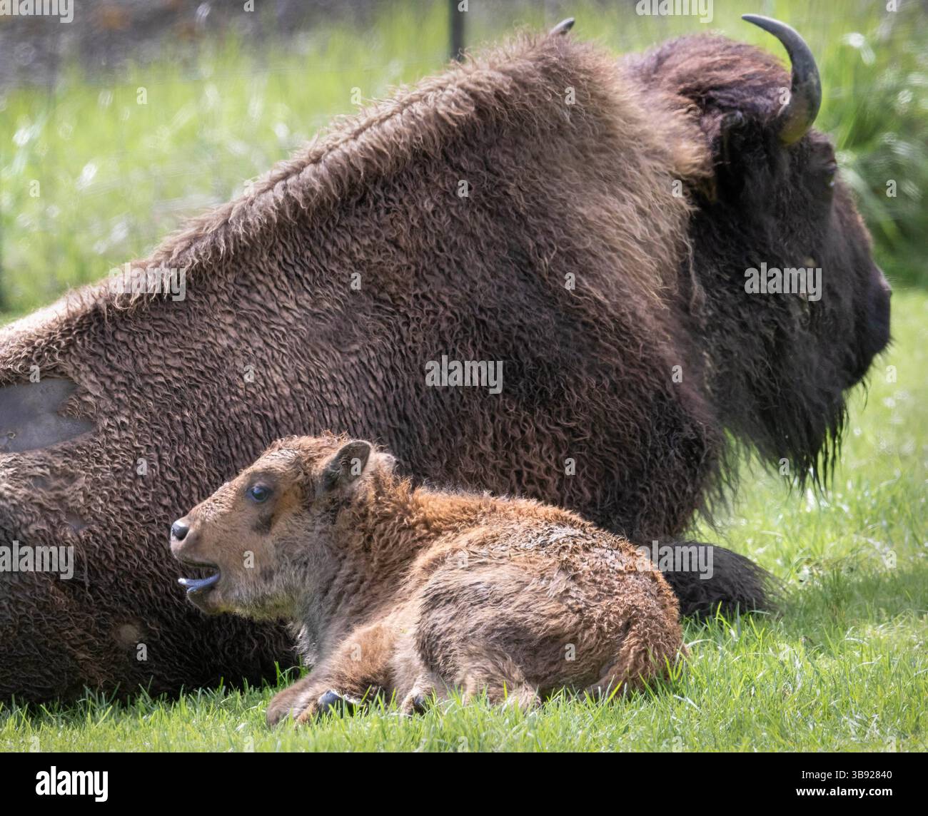 April 12, 2023, Elkton, Oregon, USA: An American bison calf, also known ...