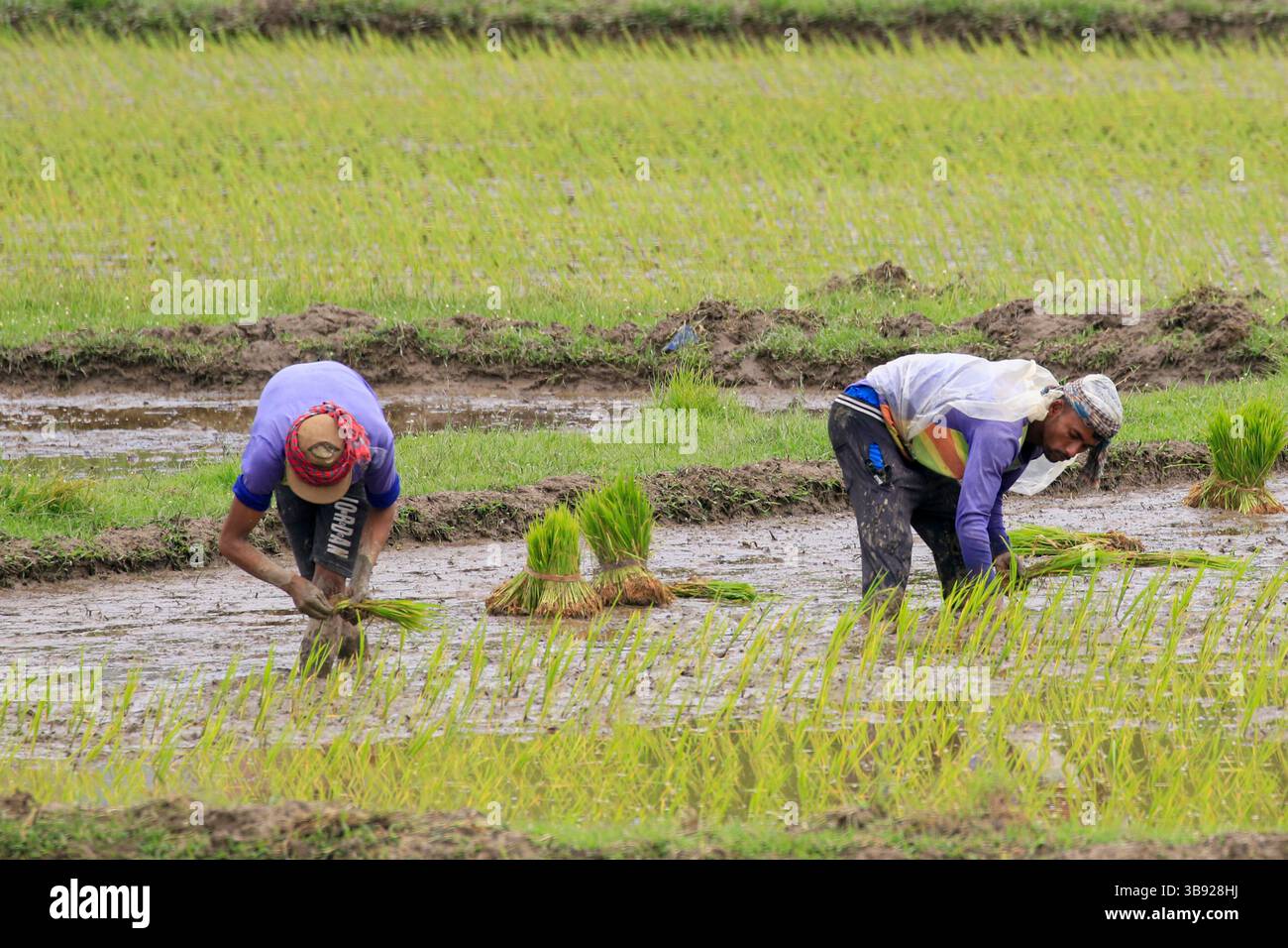 Rupa aman hi-res stock photography and images - Alamy