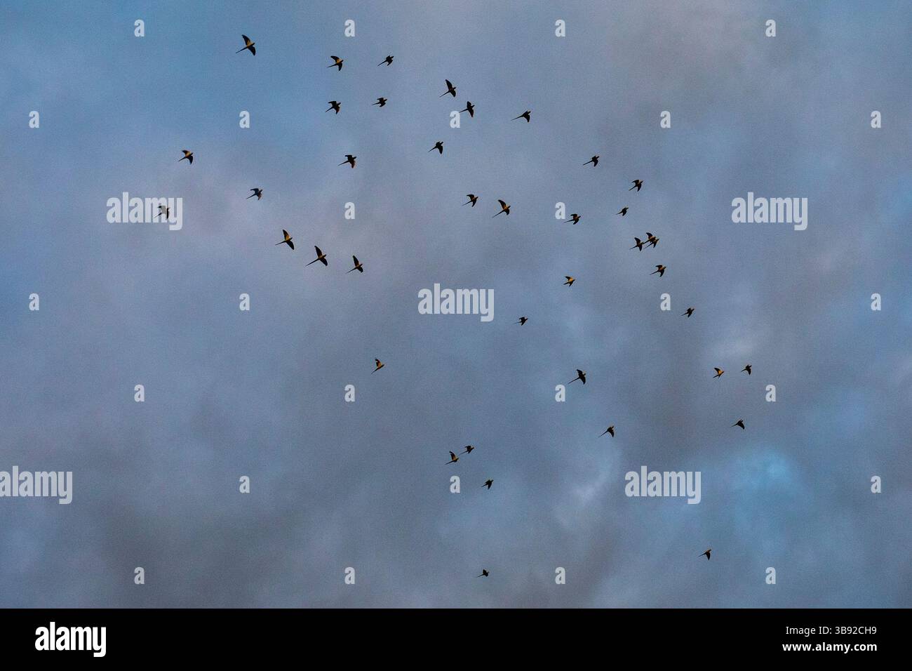July 7, 2023, Dhaka, Bangladesh: A flock of green parrots has been seen ...