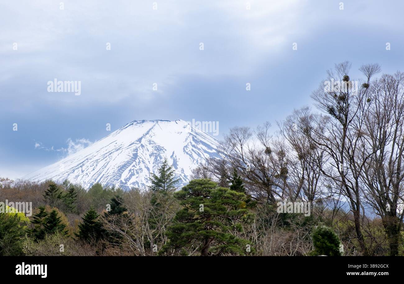 Majestic mount fuji rises above a vibrant green forest, showcasing the ...