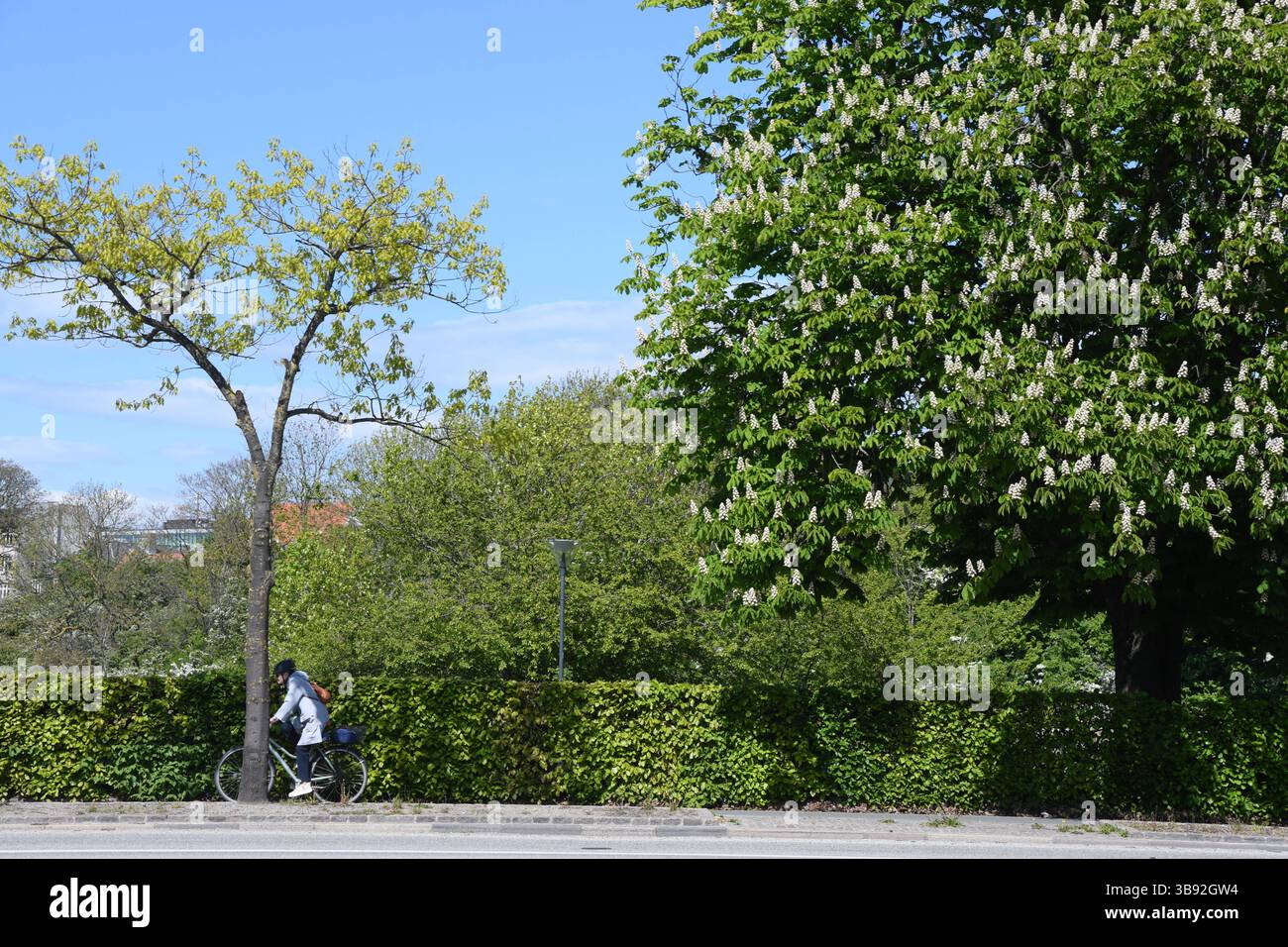 Copenhagen/ DenmarK/08 MAY 2025/bicyclers ride on bike lane in danisn ...