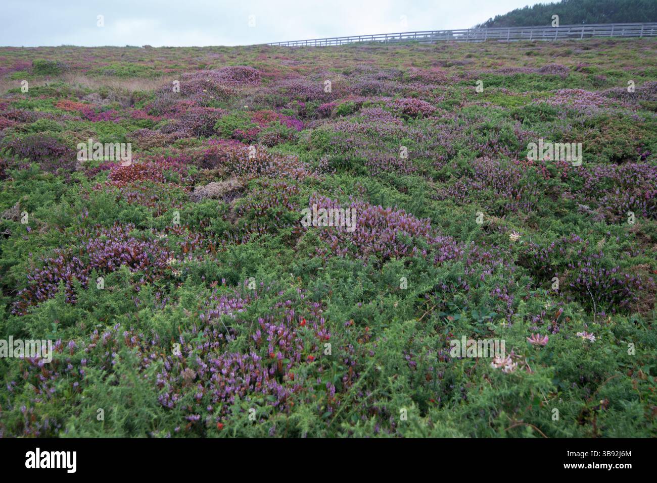 Beautiful countryside with wild purple flowers, Lavandula stoechas ...