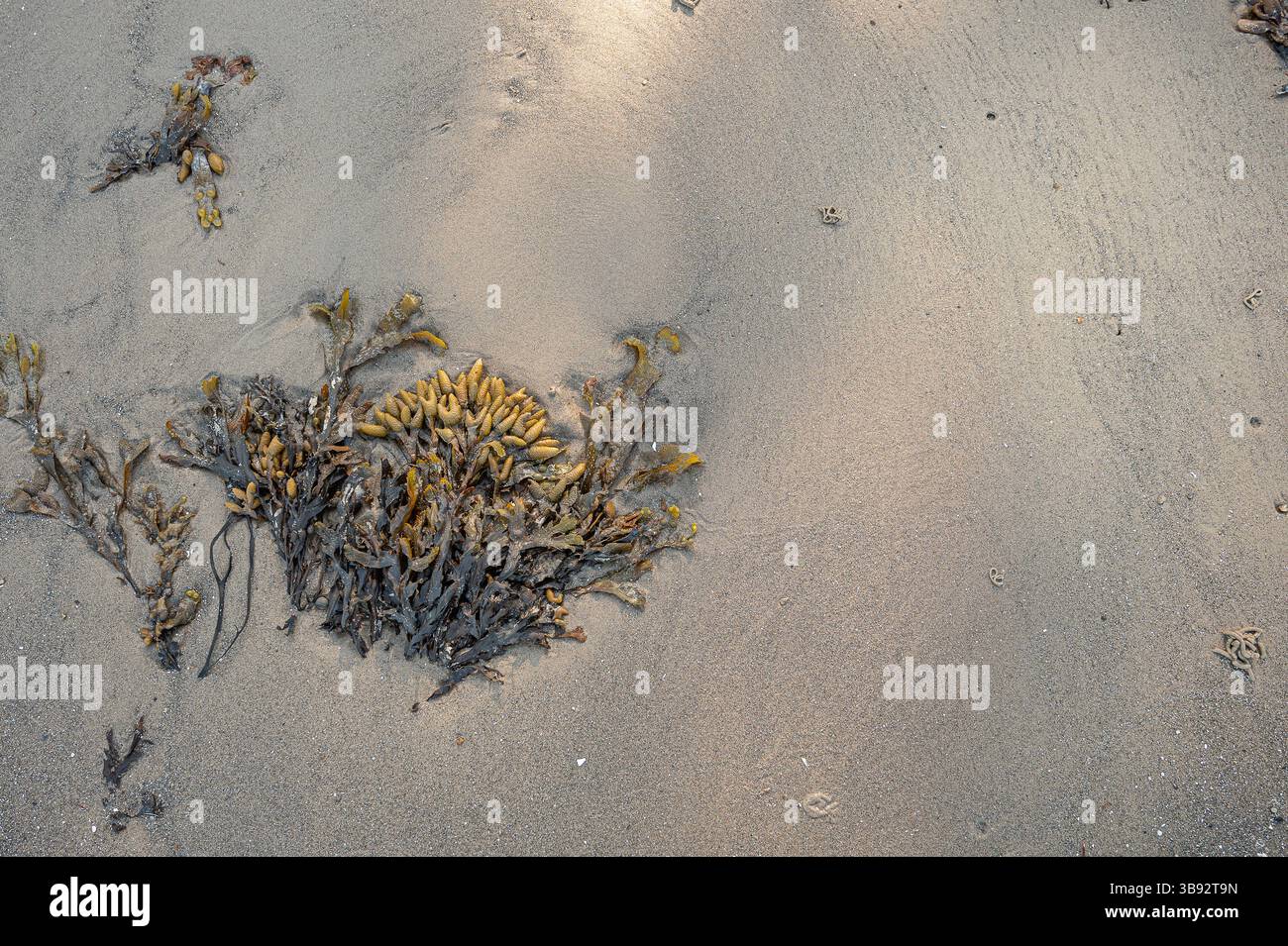 a bunch of bladderwrack lying on the shore, Denmark, May 8, 2025 Stock ...