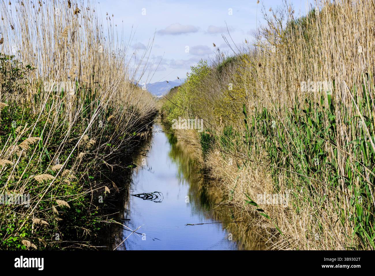 Canal Des Sol, Anea, (Typha latifolia L.), lagoon of Mallorca, Mallorca ...