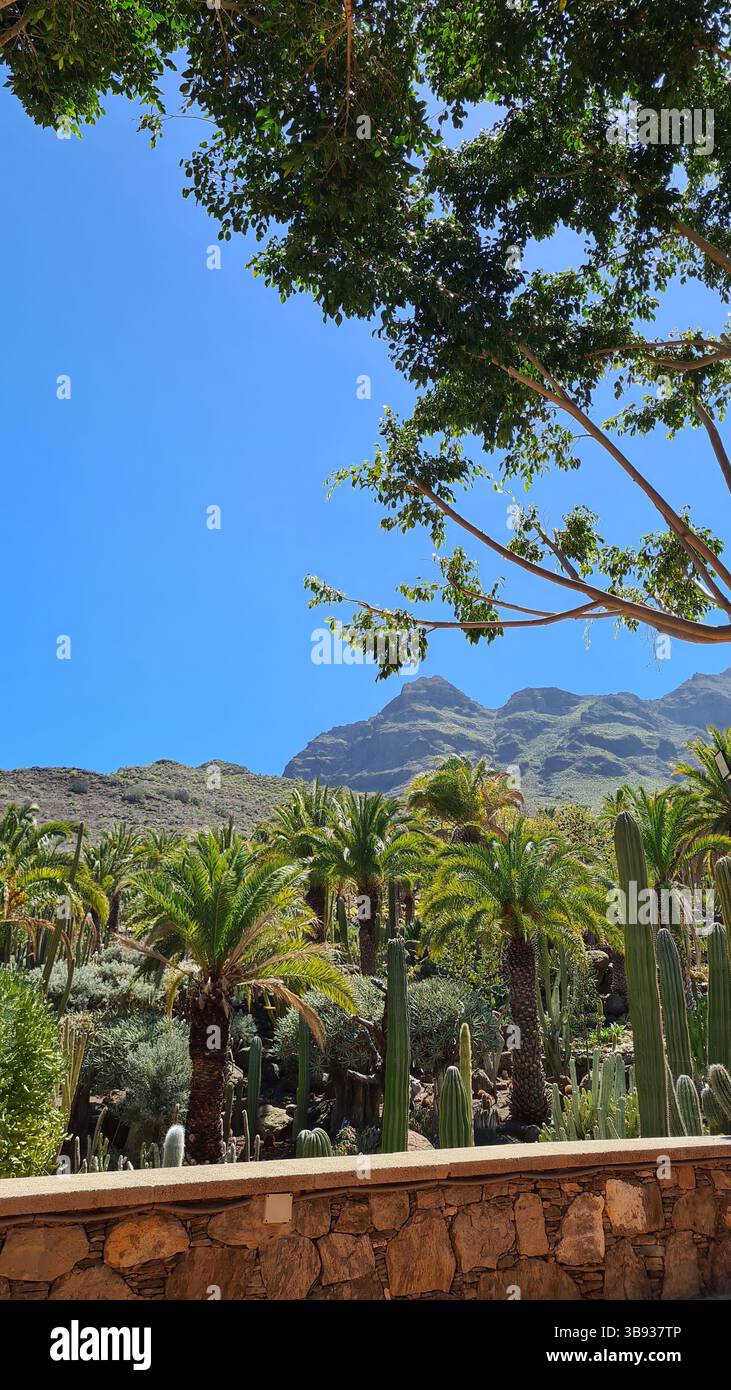 Cacti thrive in the Canary Islands’ arid volcanic landscapes under ...