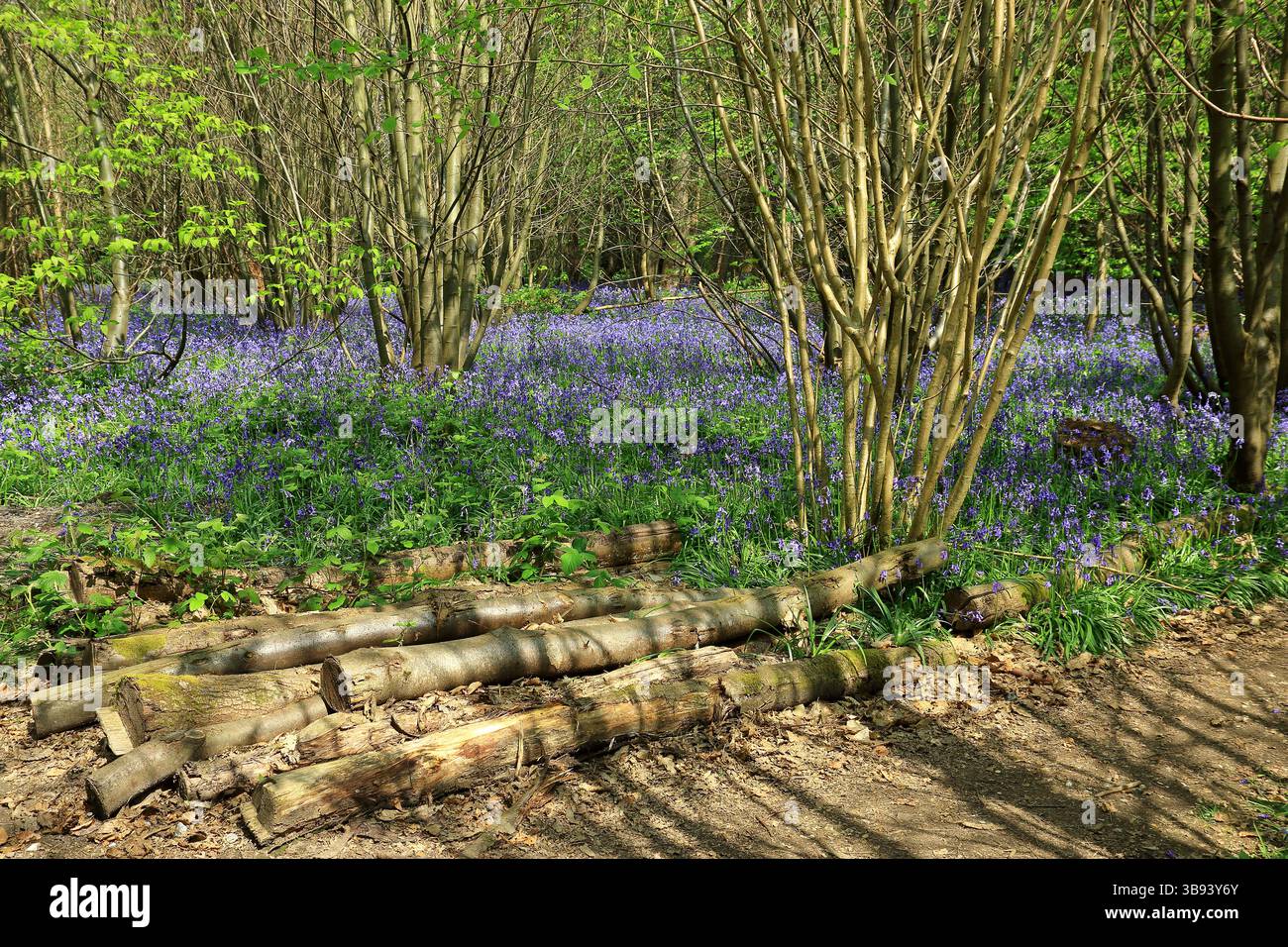 Trees in the woods with Bluebells in Trosley country park Stock Photo ...