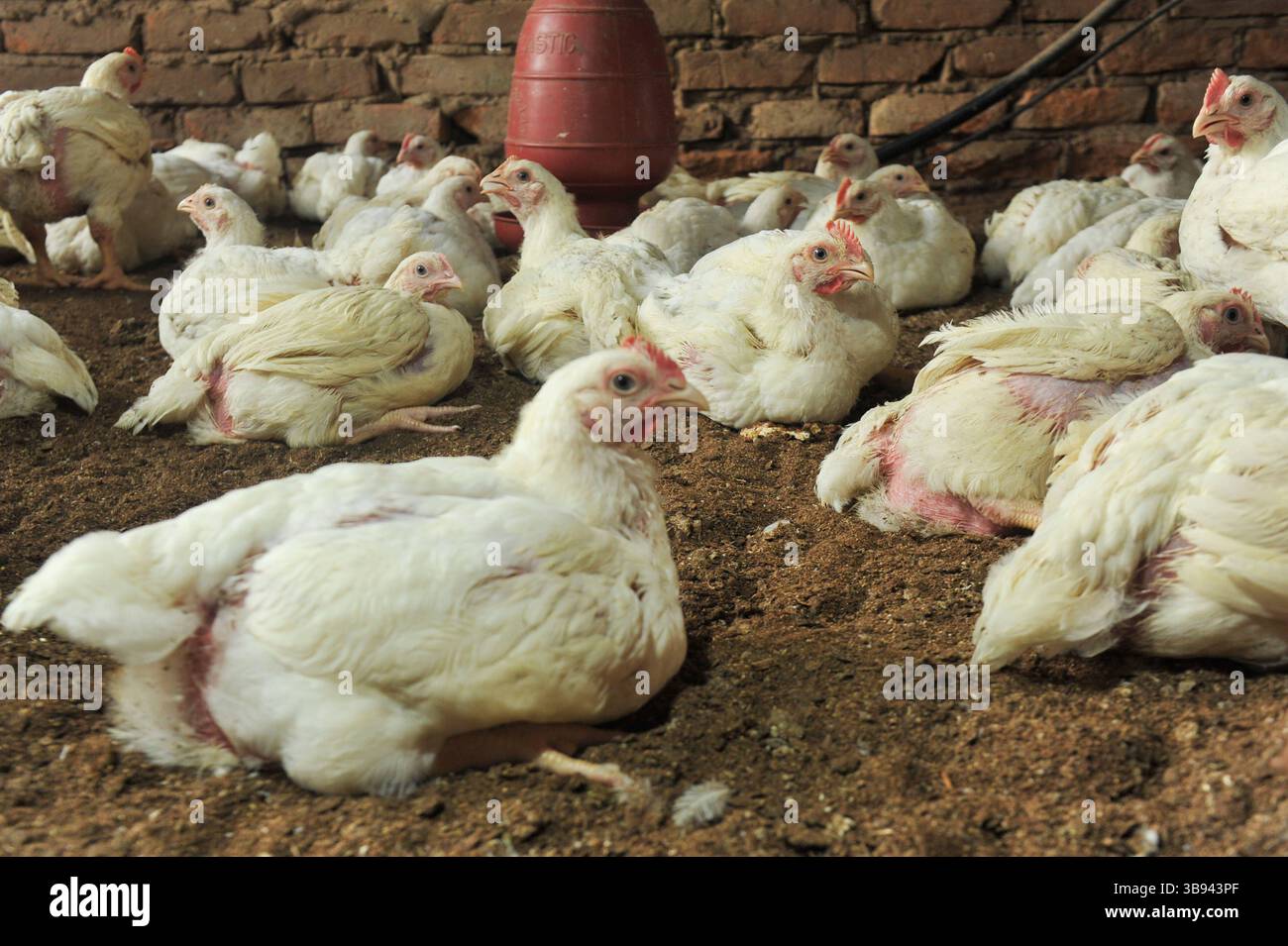 Broiler Chickens Infected with E. Coli Bacterium Chickens are seen on a ...