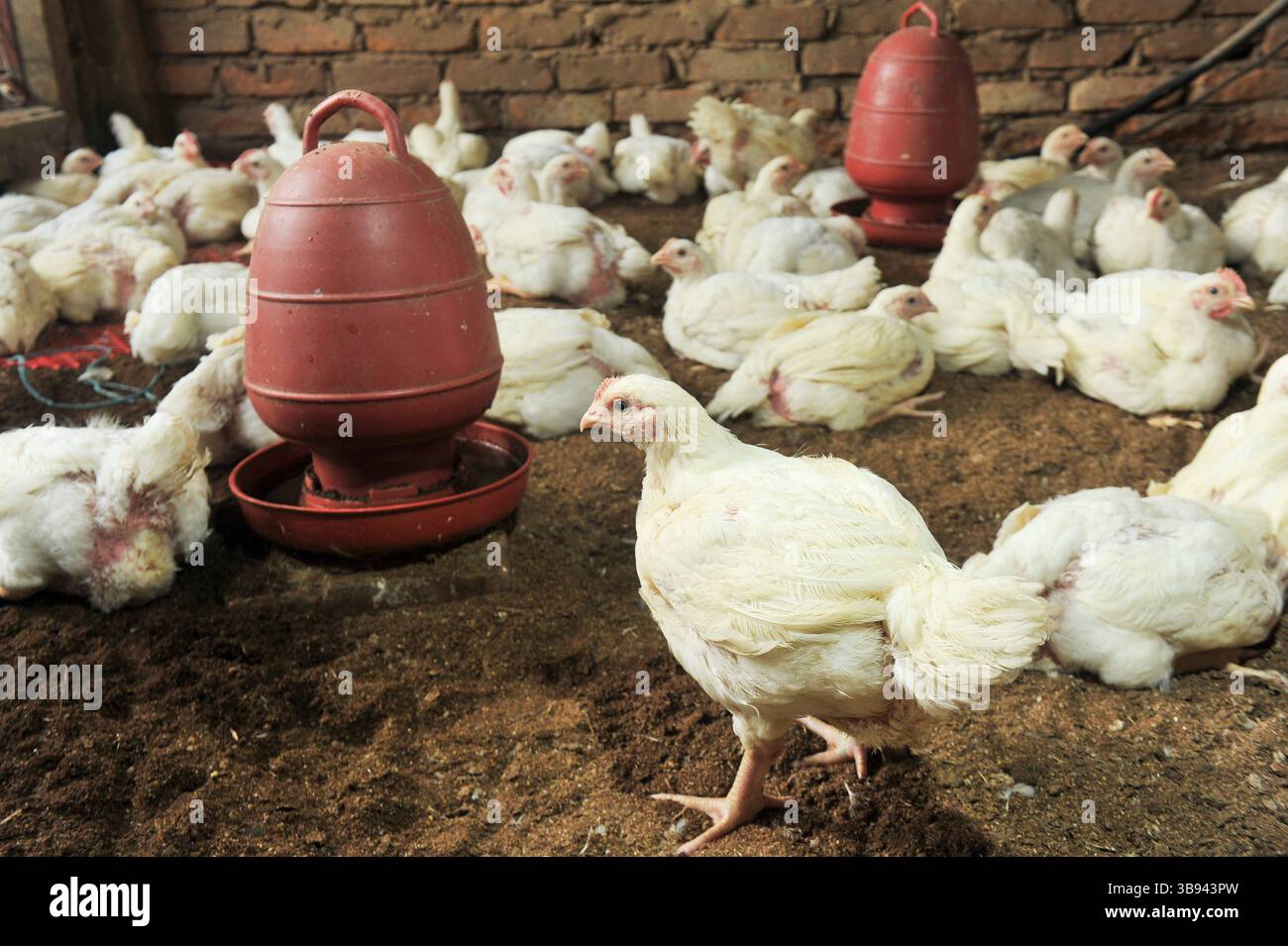 Broiler Chickens Infected with E. Coli Bacterium Chickens are seen on a ...