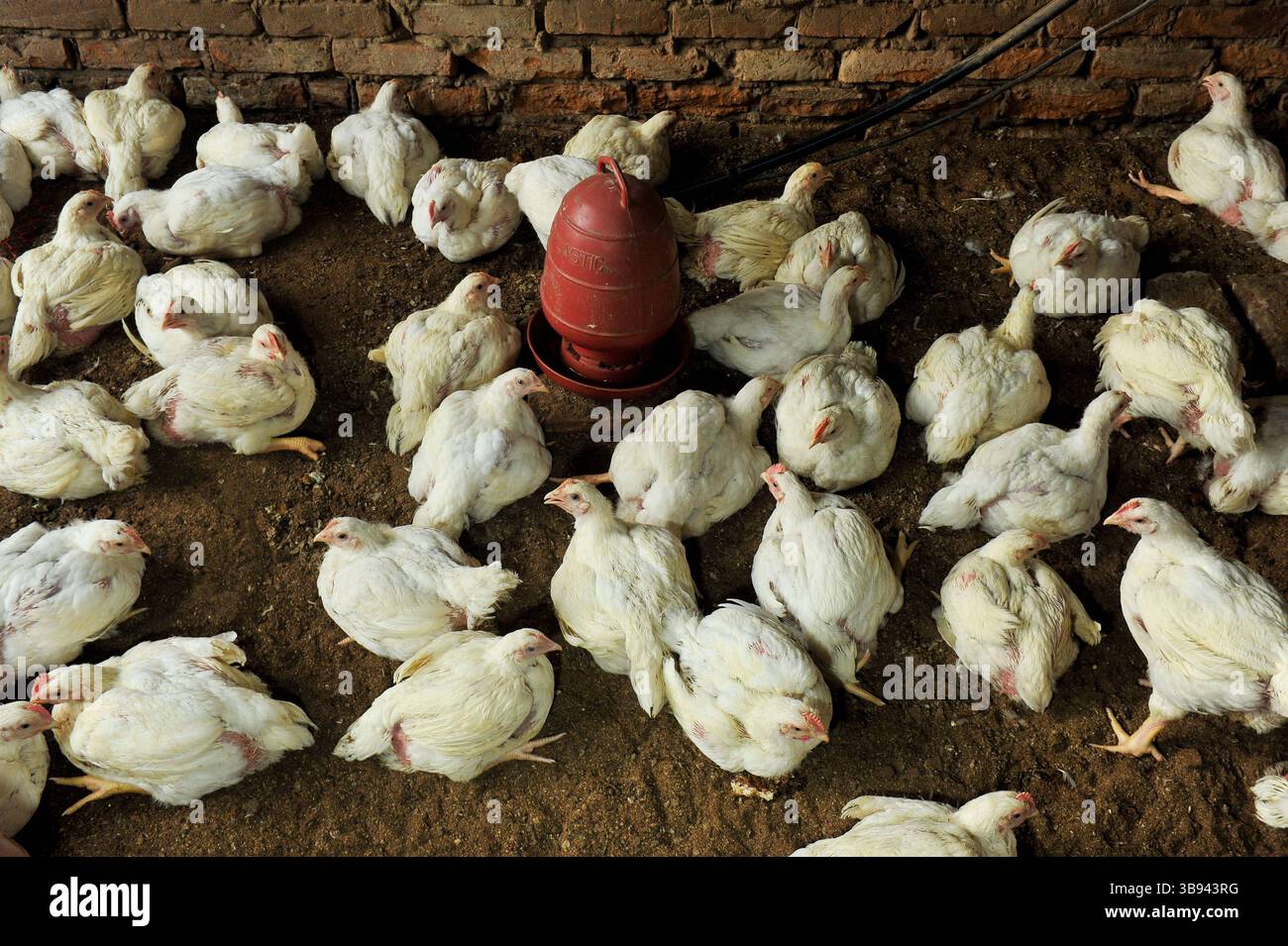 Broiler Chickens Infected with E. Coli Bacterium Chickens are seen on a ...