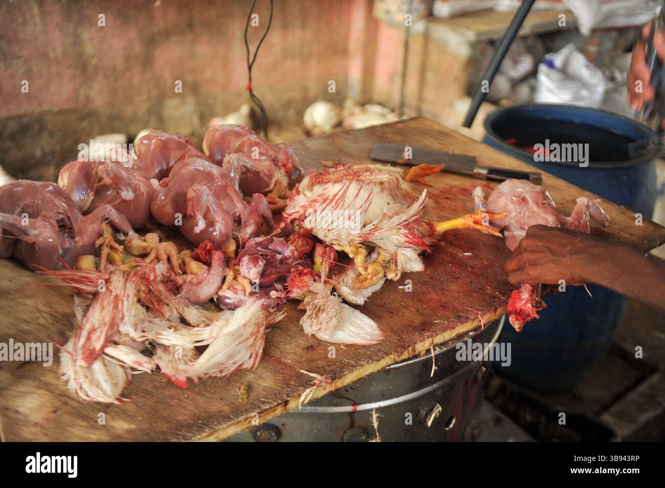 Broiler Chickens Infected with E. Coli Bacterium A worker choping a ...
