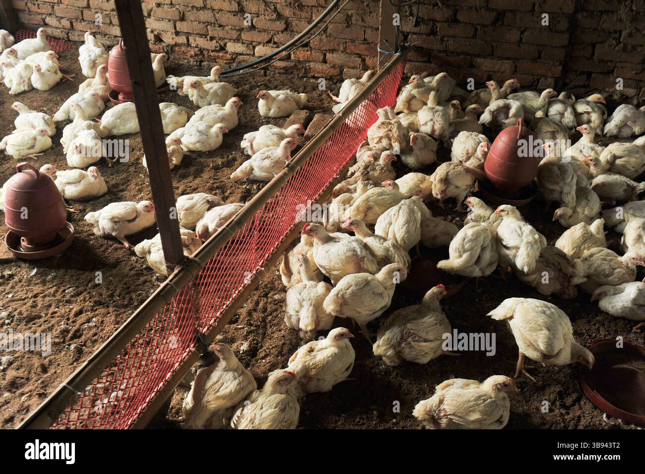 Broiler Chickens Infected with E. Coli Bacterium Chickens are seen on a ...