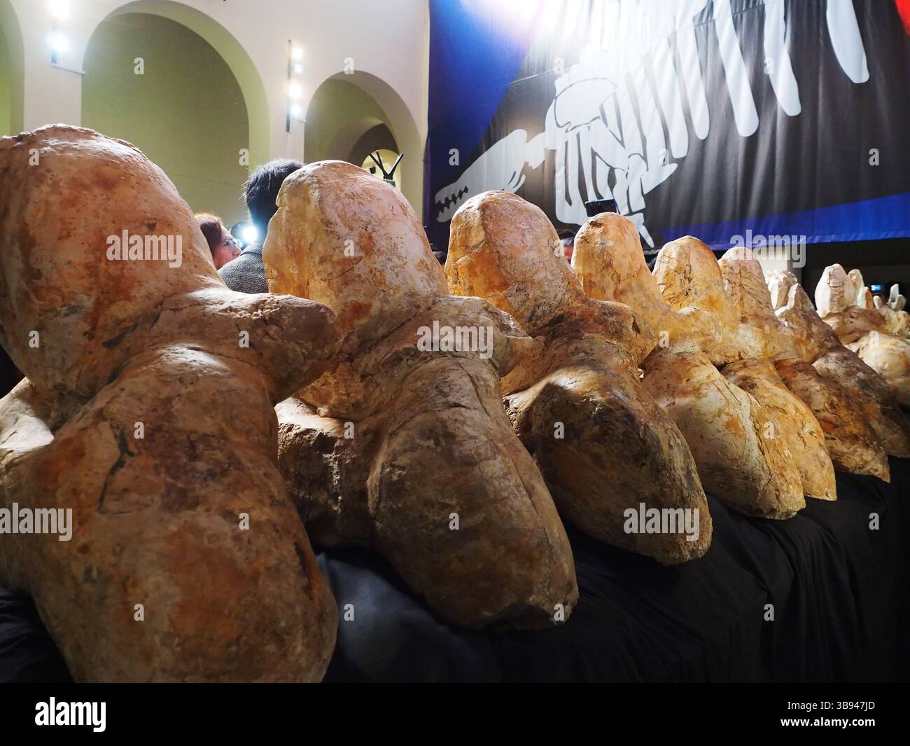 August 2, 2023, Lima, Lima, Peru: Fossilized vertebrae of the ...