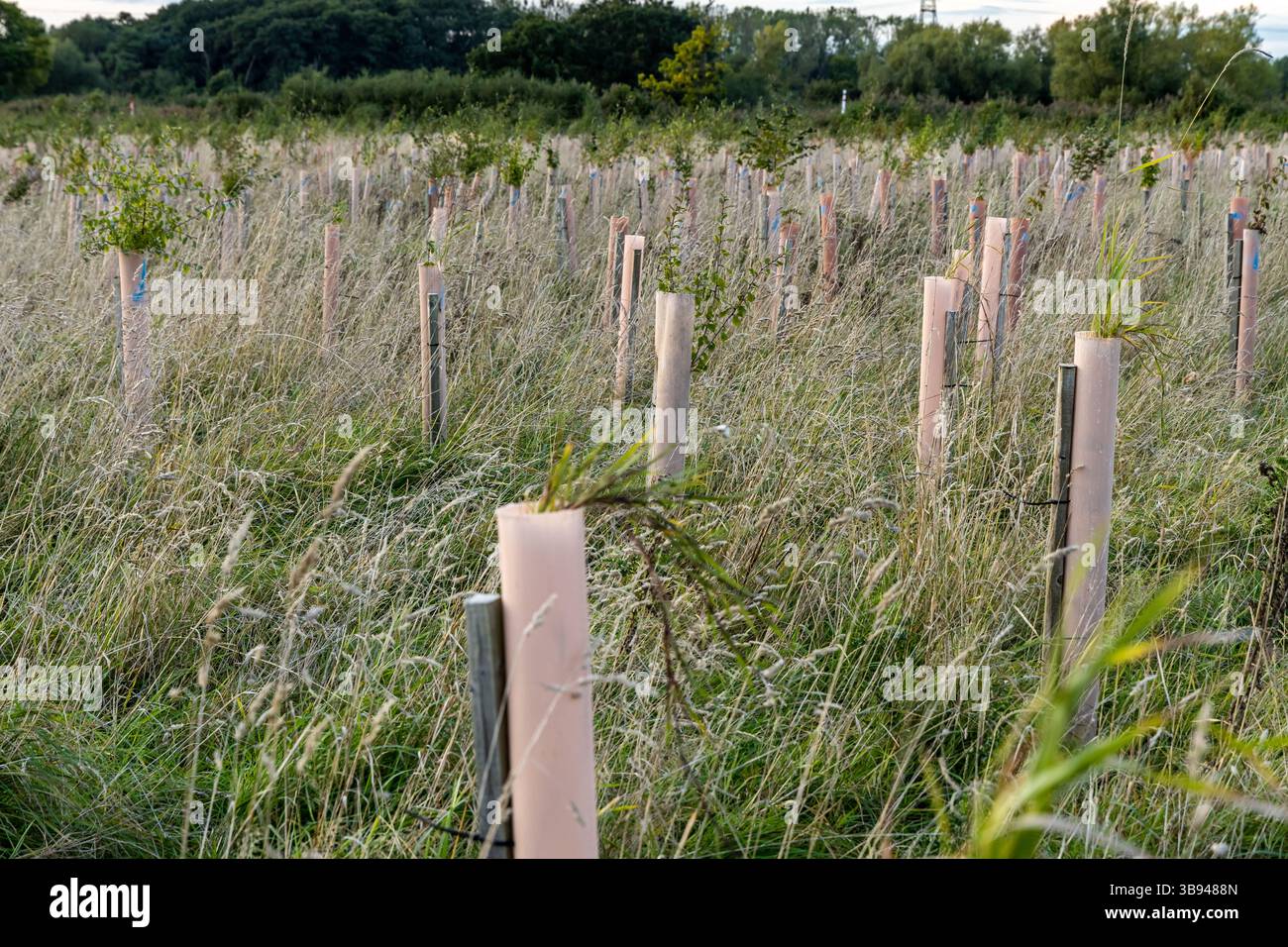 A vast field of new tree saplings stands under open skies at Severn ...