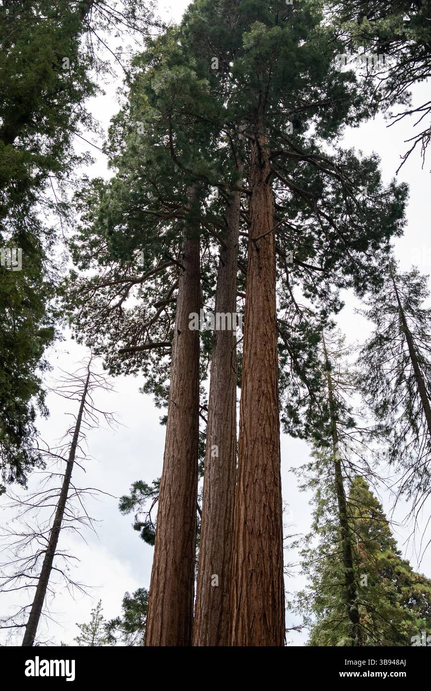 Large Giant Sequoia Trees in Sequoia National Park in California Stock ...