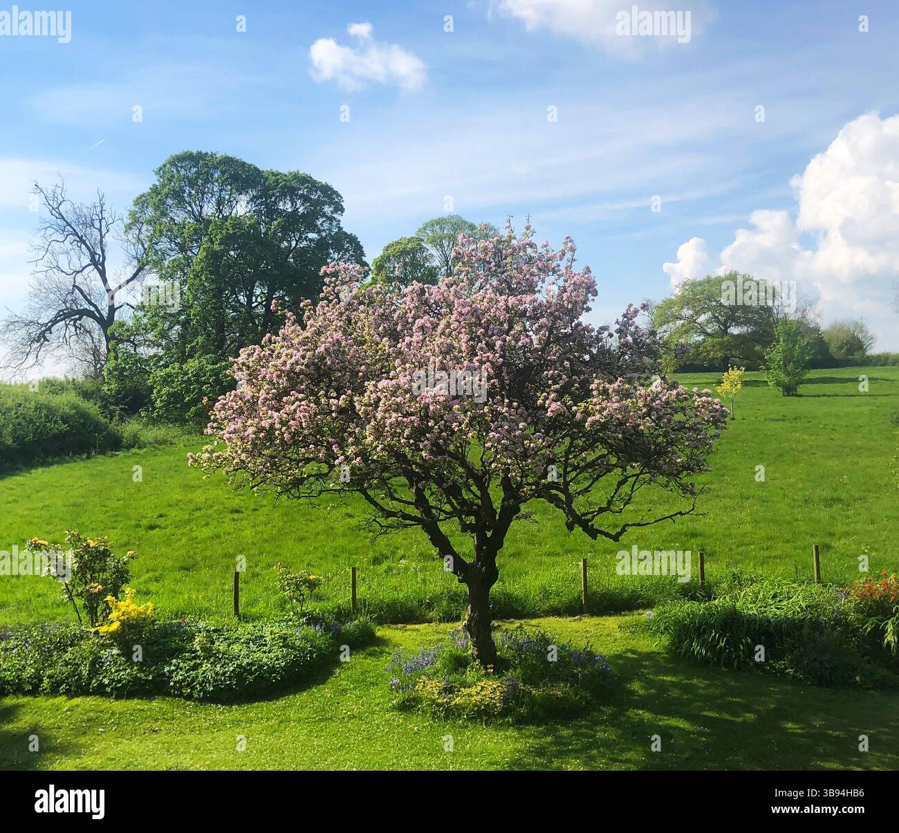 Apple tree blossom with bluebells hi-res stock photography and images ...